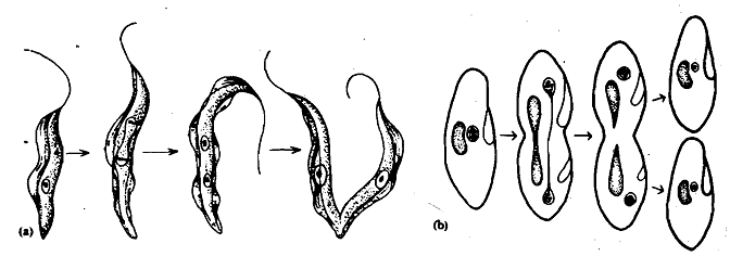 Reproduction And Life Cycles Protozoan Biology